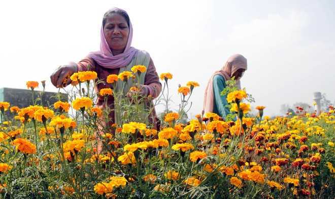 Punjab farms to bloom with flowers - The Tribune