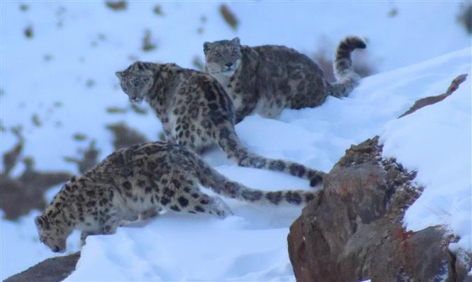 Three snow leopards spotted in Spiti valley - The Tribune