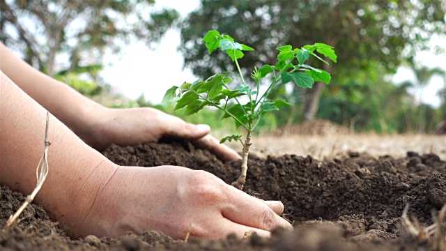 Tribals plant 50,000 saplings with hope to transform dry hills of ...