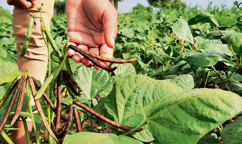 Enable farmers to make the most of moong - The Tribune