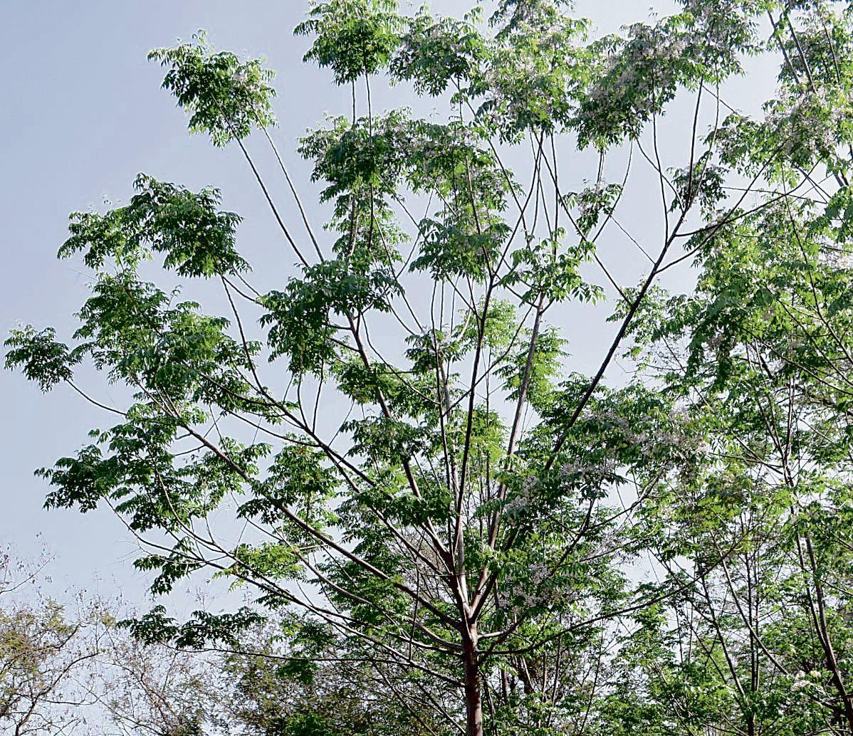 New variety of Malabar Neem tree developed - The Tribune