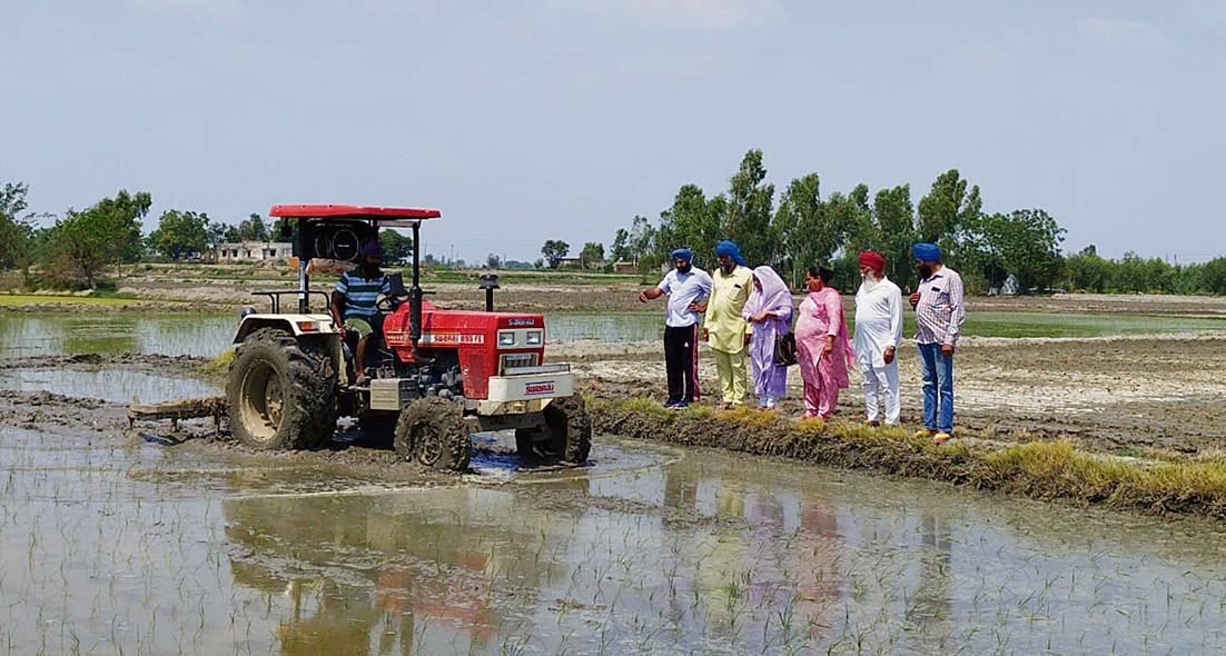 Agriculture Department ploughs back paddy sown ahead of schedule - The ...
