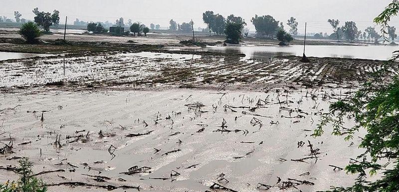 Crops on 10K acres affected in Ropar district - The Tribune
