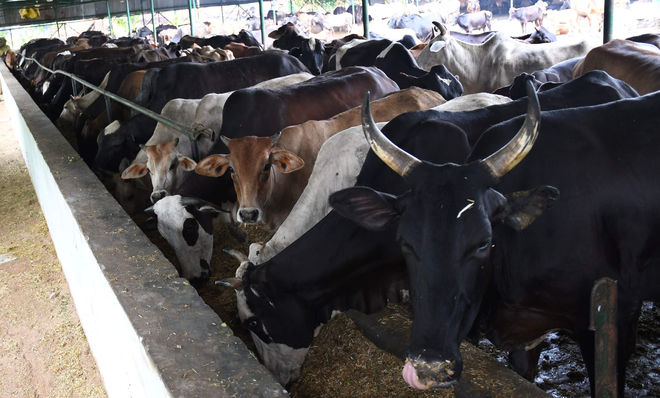 Patiala DC Showkat Ahmad Parray emphasises need for animal welfare ...