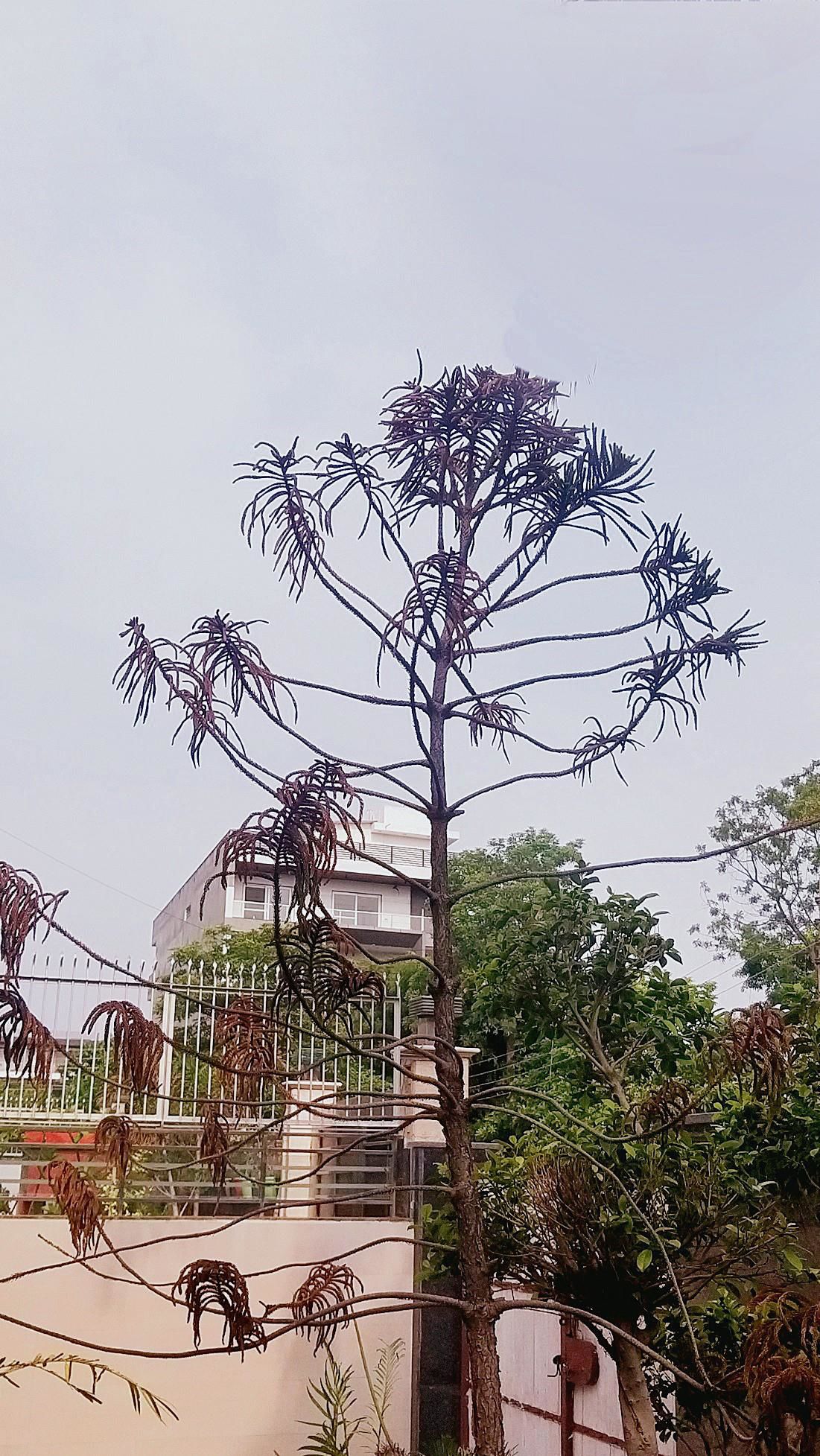 Save distressed trees, plants - The Tribune