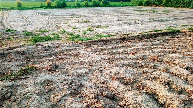 Amid scanty rains, paddy cultivation hit in Kangra region - The Tribune Amid scanty rains, paddy cultivation hit in Kangra region - The Tribune
