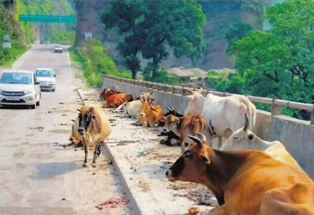 Stray cattle menace in Narwana - The Tribune