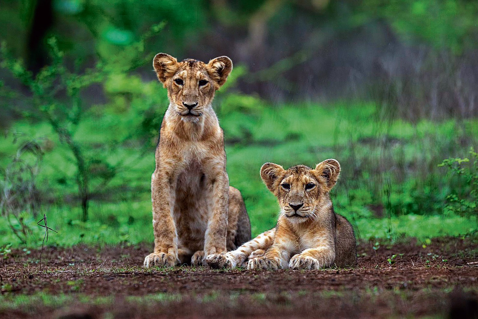 PM reiterates commitment to protecting lions - The Tribune