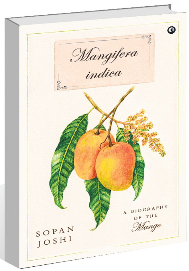 Backflap: Mangifera Indica: A Biography of the Mango - The Tribune