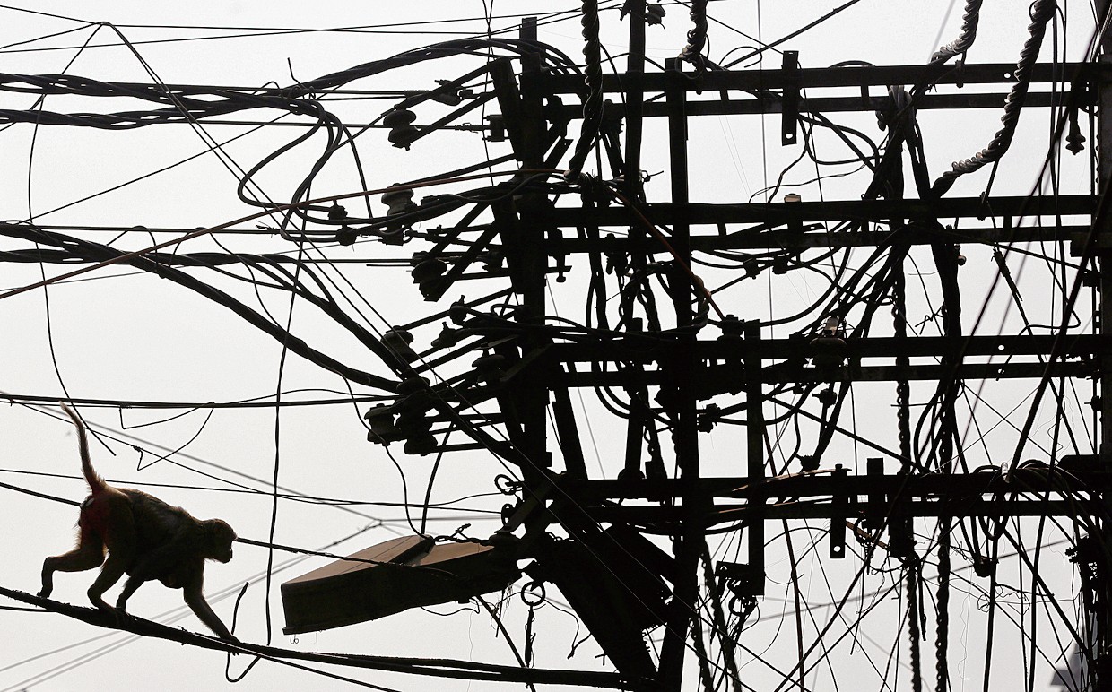 International Primates Day: 1,300 wild animals electrocuted across ...