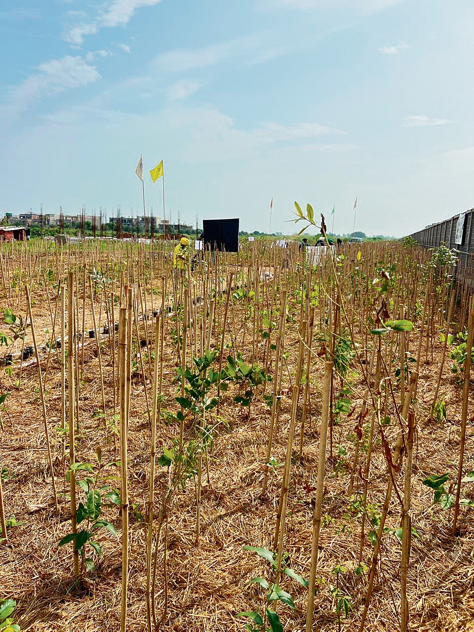 10K saplings planted under CSR effort - The Tribune