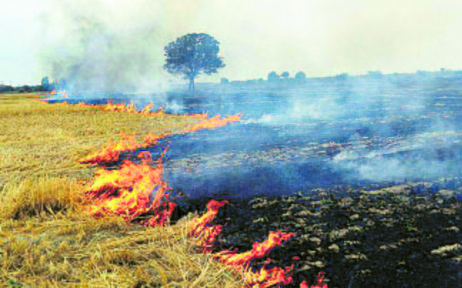 Explain steps taken to curb stubble burning: Supreme Court to panel ...