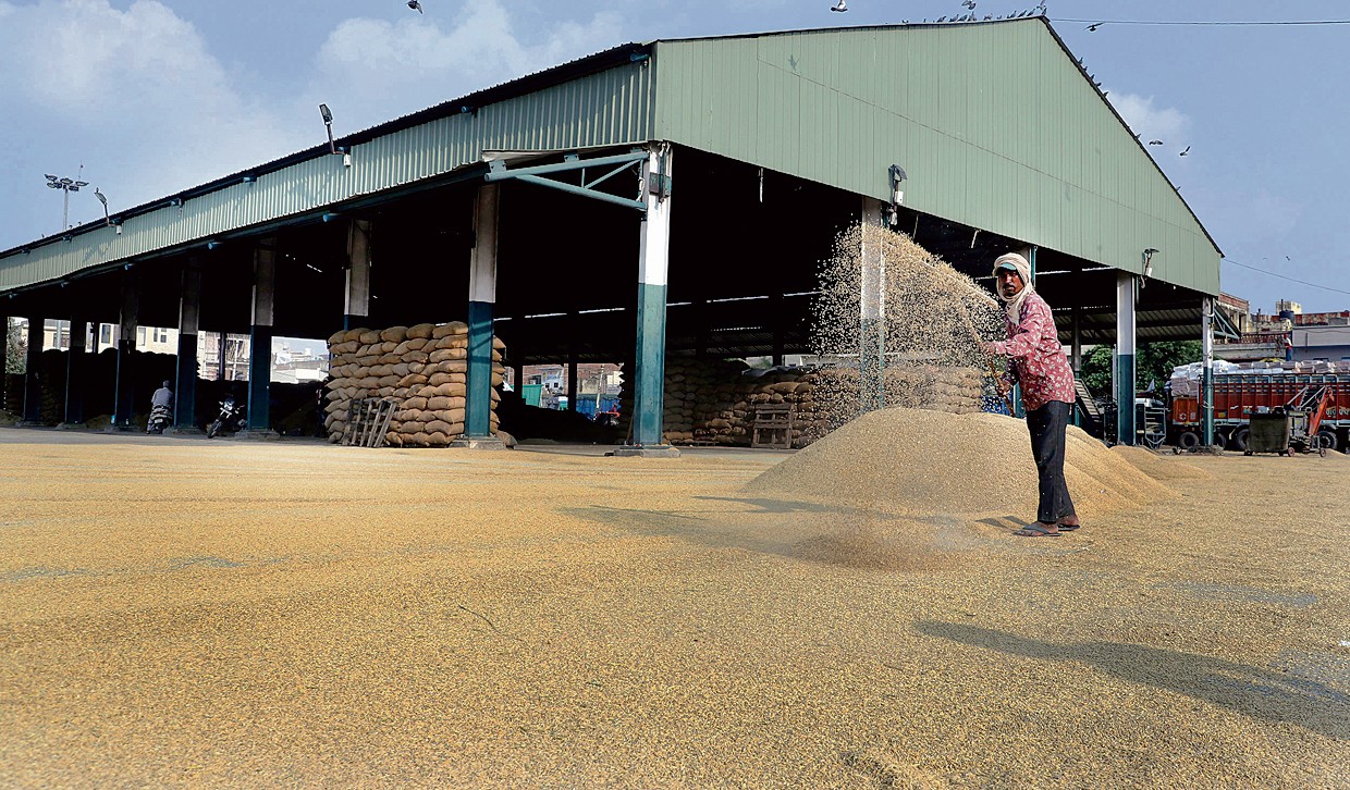 Paddy lifting begins today, target of 7.60 LMT set - The Tribune