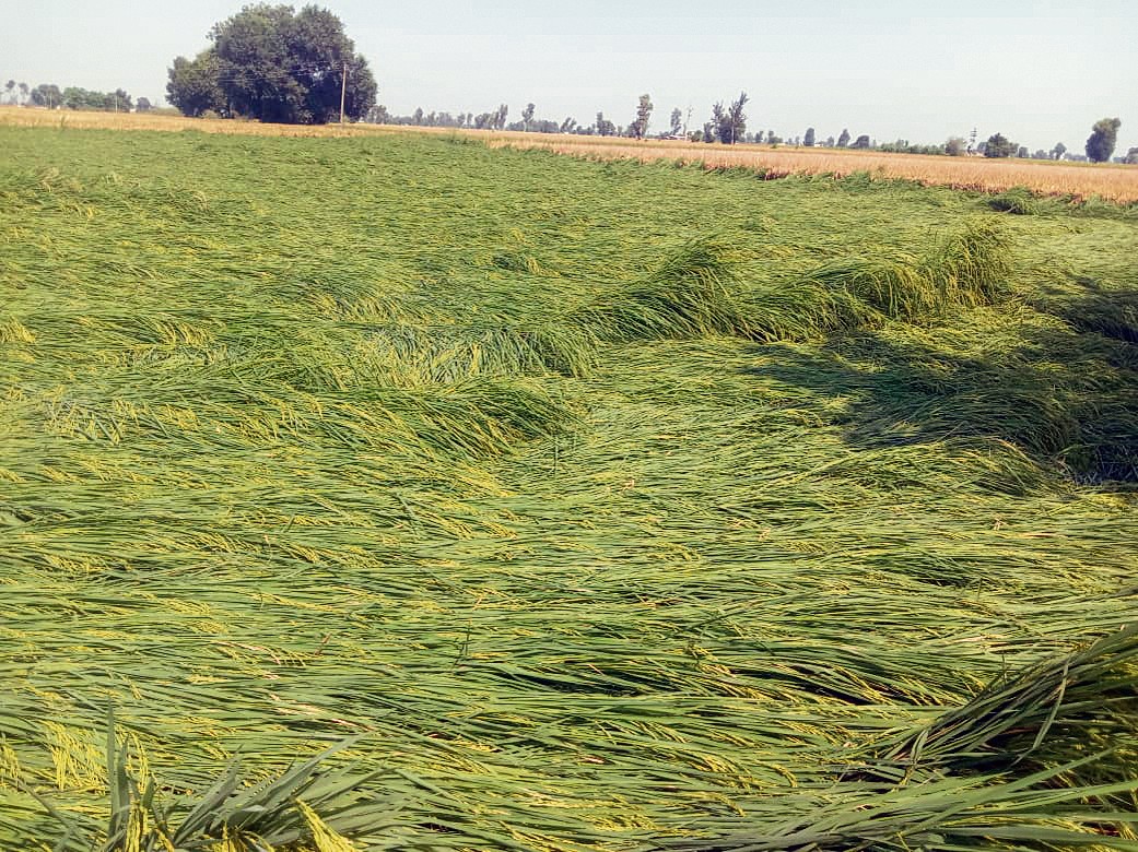 Girdawari sought in Tarn Taran - The Tribune