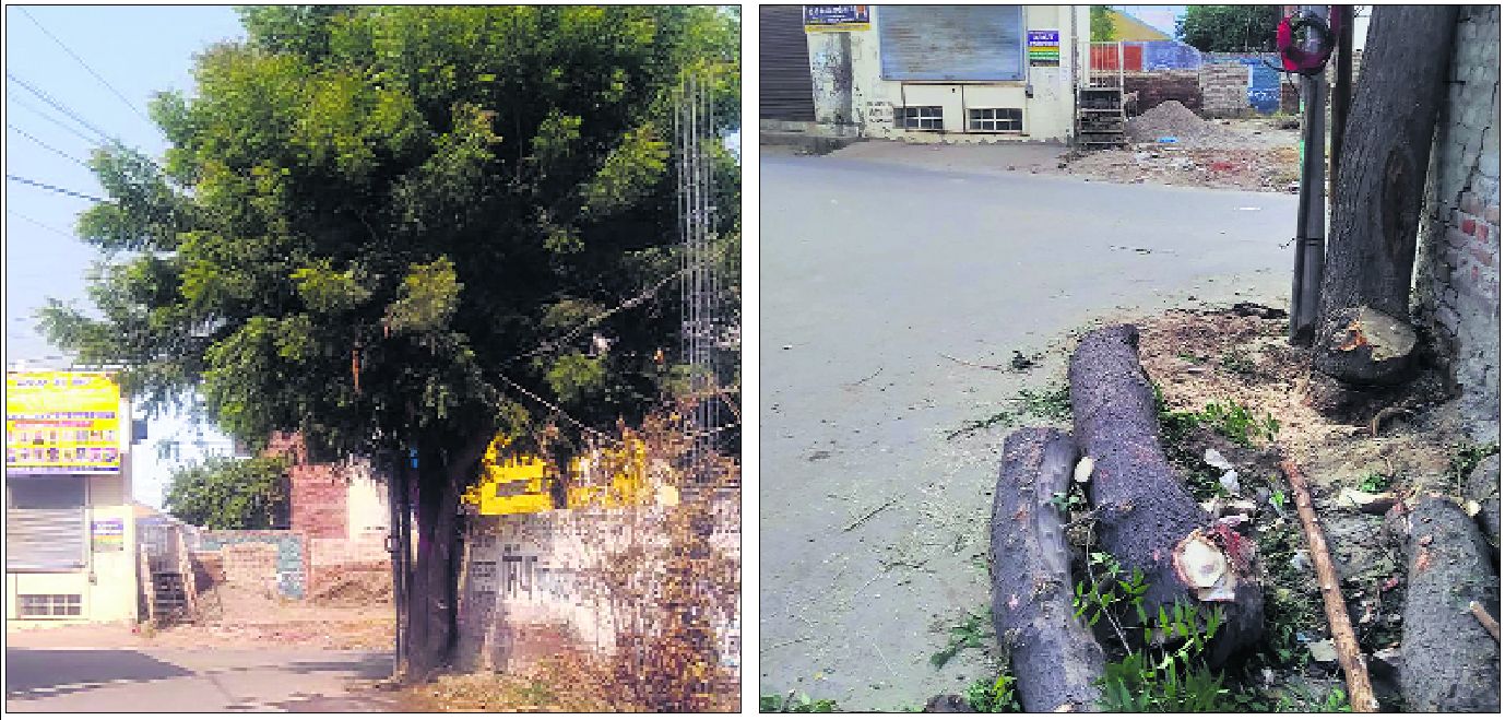 Environmentalists riled over axing of 50-yr-old neem tree on Plaah ...